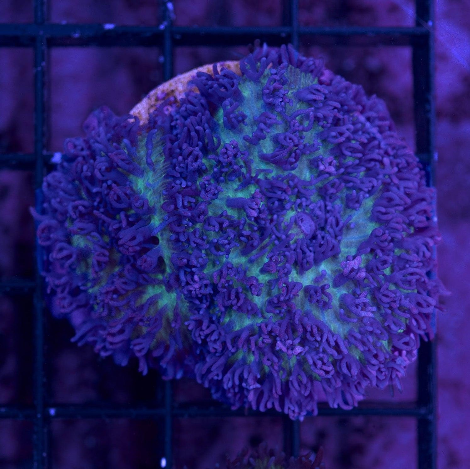 Morphs — Ocean Reefs Marine Aquariums