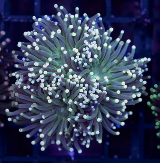 Torch Corals For Sale | Ocean Reefs Marine Aquariums