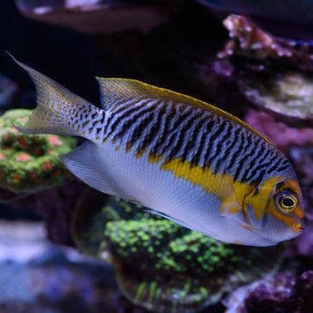 Masked Swallowtail Angelfish