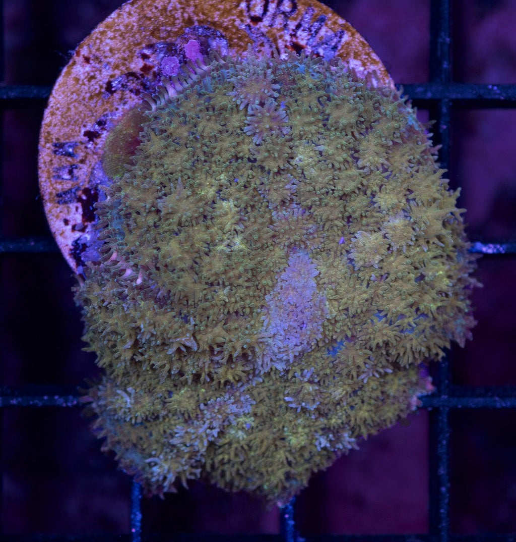 Morphs — Ocean Reefs Marine Aquariums