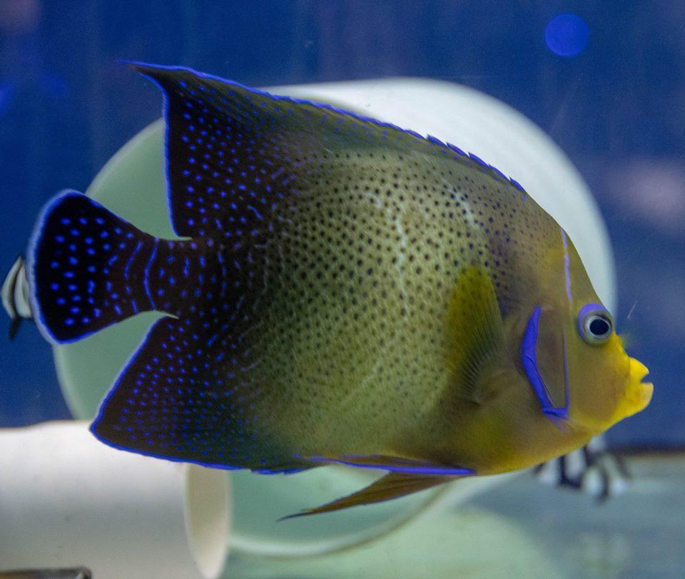 Koran Angelfish (Adult) — Ocean Reefs Marine Aquariums