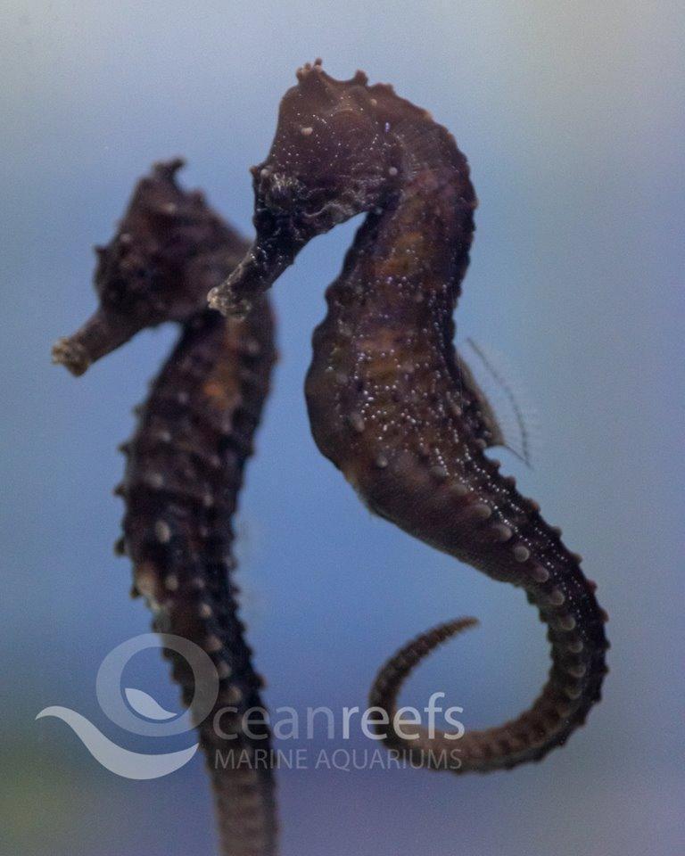 Kuda Seahorse — Ocean Reefs Marine Aquariums