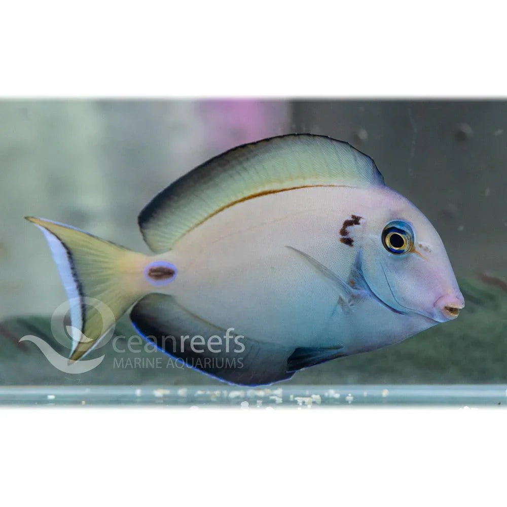 Lieutenant Tang — Ocean Reefs Marine Aquariums