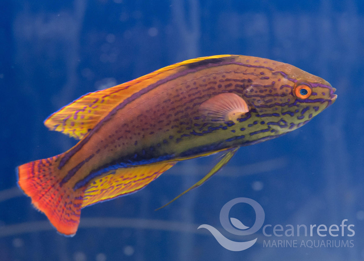 Lineatus Wrasse — Ocean Reefs Marine Aquariums
