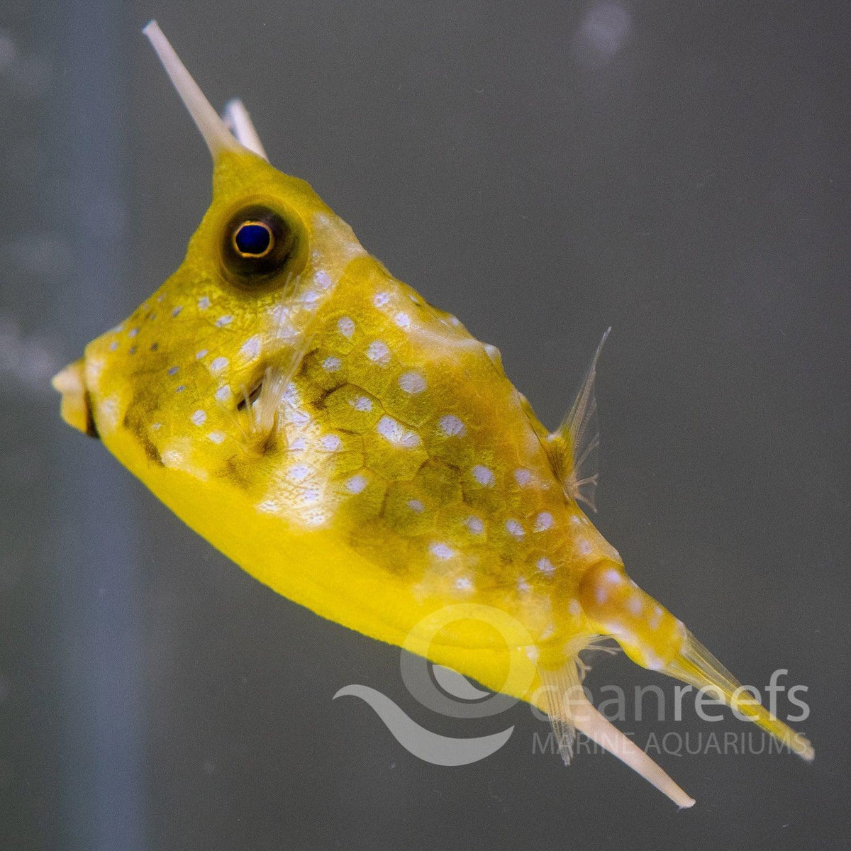Long-horned Cowfish — Ocean Reefs Marine Aquariums