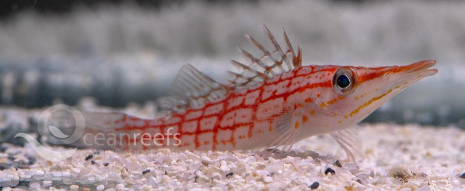Hawkfish — Ocean Reefs Marine Aquariums