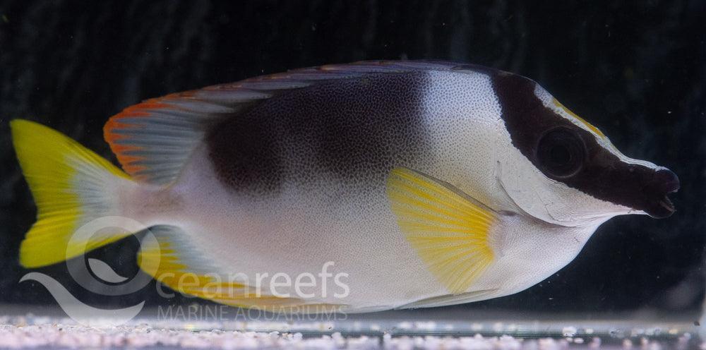 Magnificent Foxface Rabbitfish — Ocean Reefs Marine Aquariums