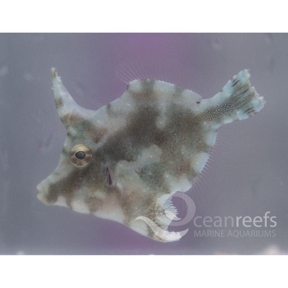 Matted Filefish — Ocean Reefs Marine Aquariums