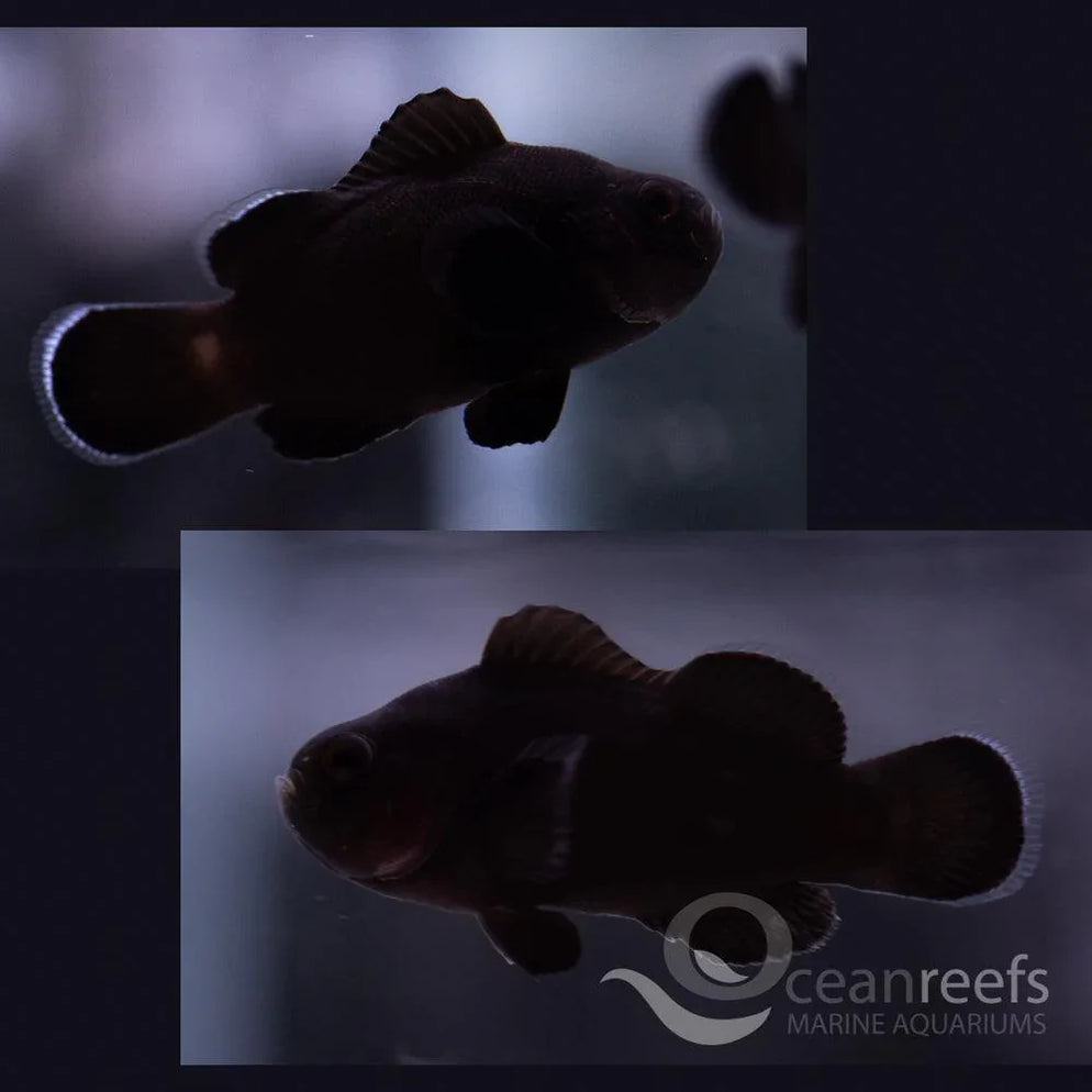 Midnight Clownfish Pair — Ocean Reefs Marine Aquariums