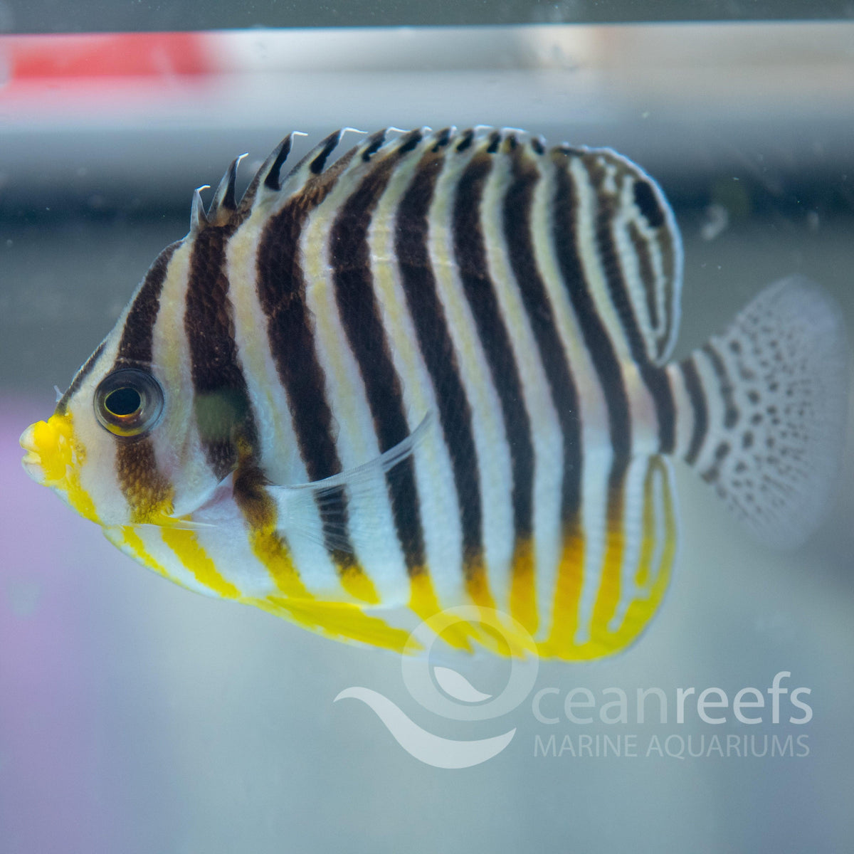 Multibar Angelfish | Ocean Reefs Marine Aquariums