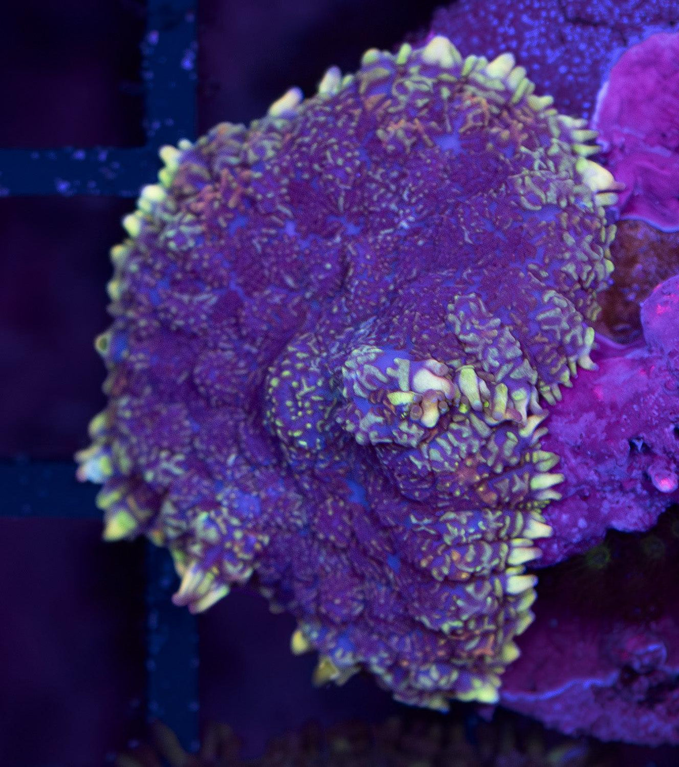 Morphs — Ocean Reefs Marine Aquariums