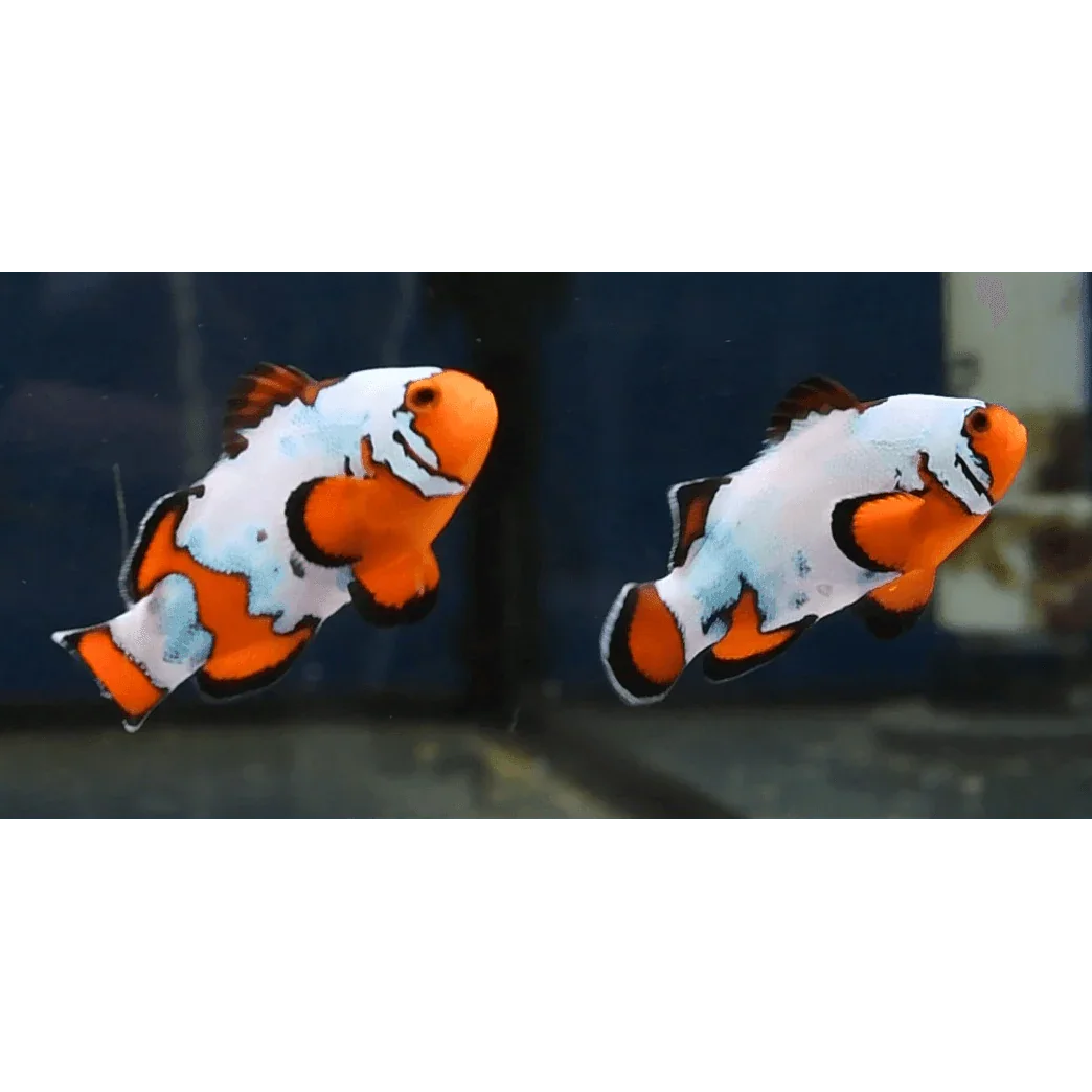 Snowflake Clownfish Pair