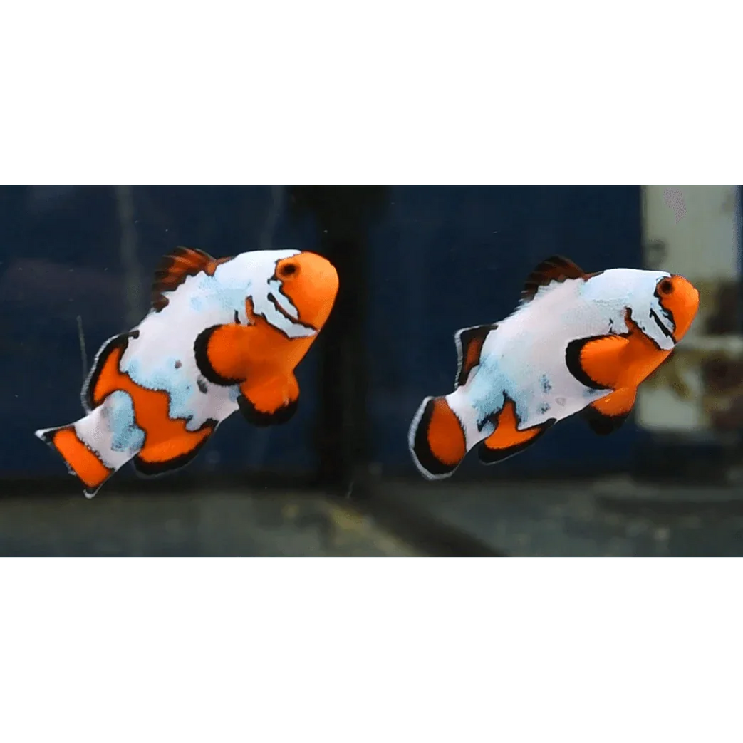 Opal Snowflake Clownfish Pair — Ocean Reefs Marine Aquariums