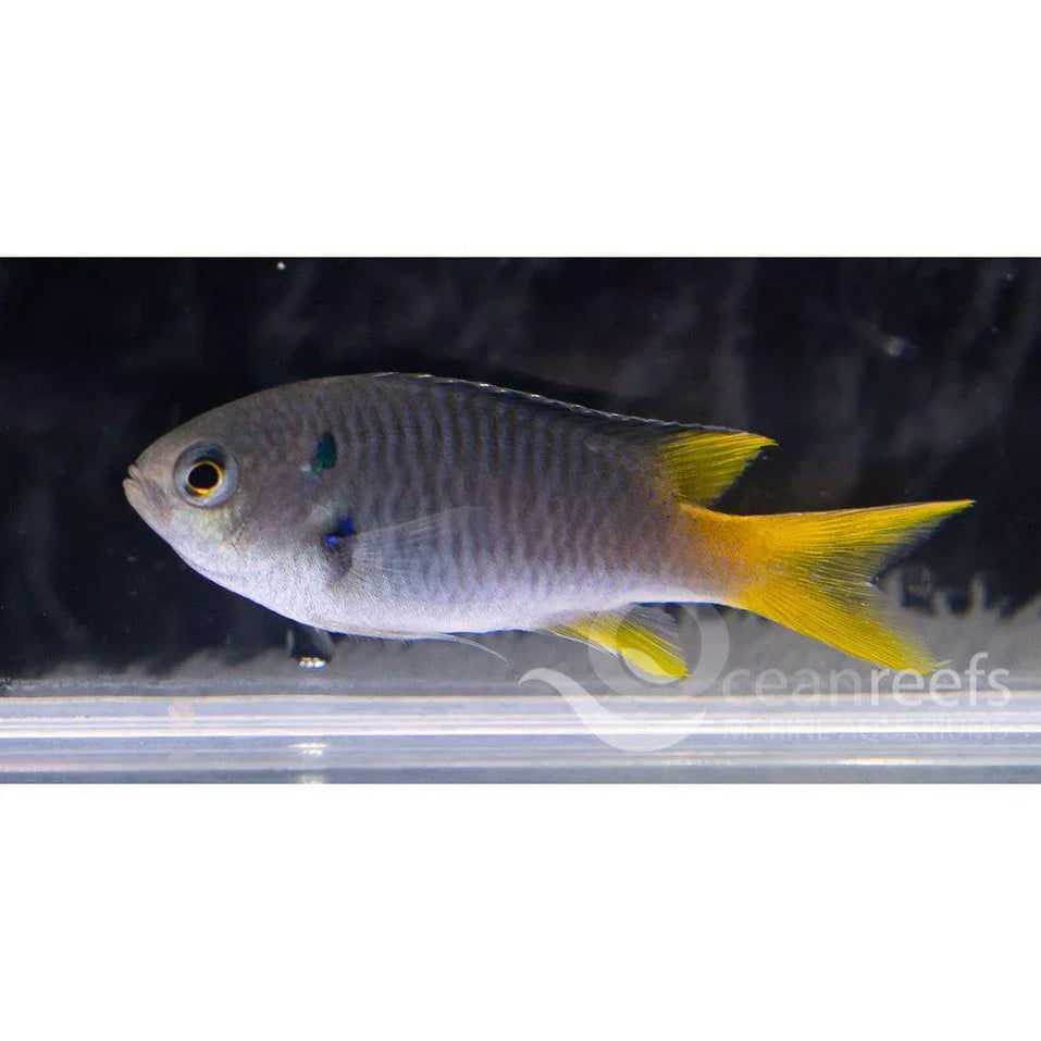 Damsel Fish — Ocean Reefs Marine Aquariums