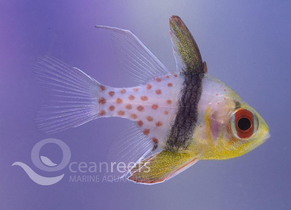 Pajama Cardinals — Ocean Reefs Marine Aquariums