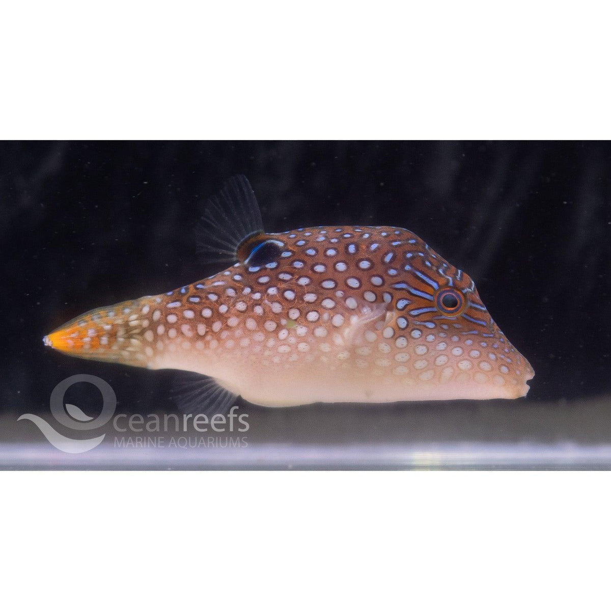 Pearl Toby — Ocean Reefs Marine Aquariums