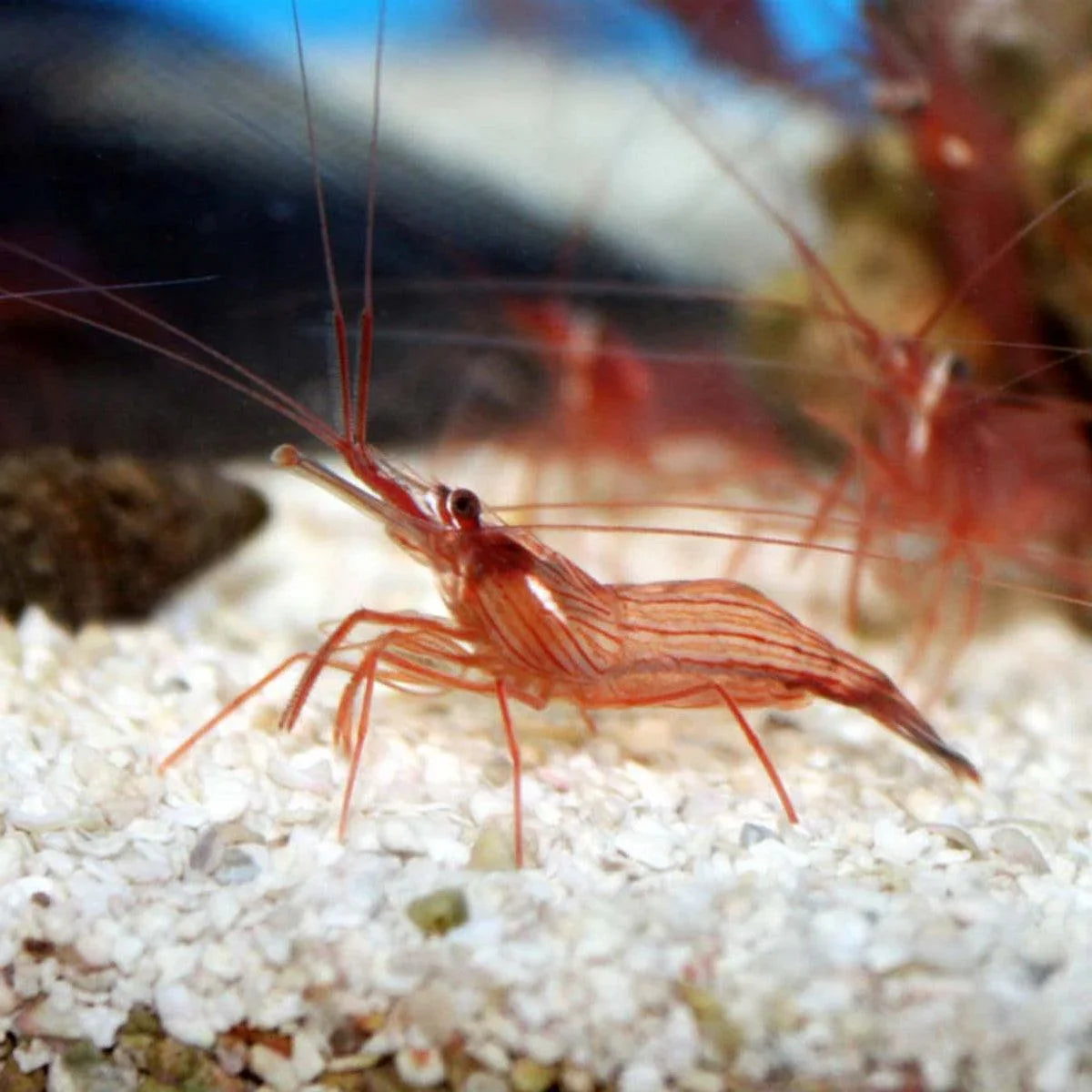 Peppermint Shrimp | Ocean Reefs Marine Aquariums