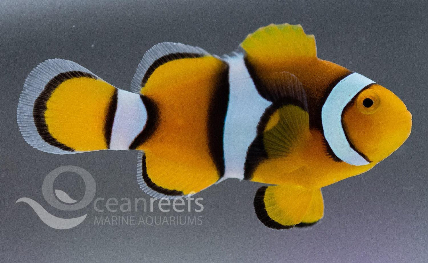 Percula Anemonefish — Ocean Reefs Marine Aquariums