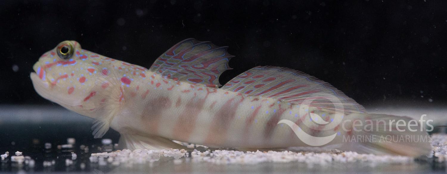 Pink Spot Shrimp Goby — Ocean Reefs Marine Aquariums