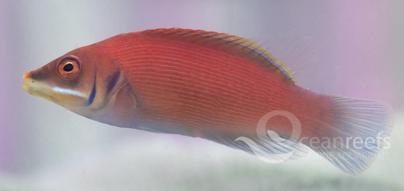 Pinstriped Wrasse — Ocean Reefs Marine Aquariums