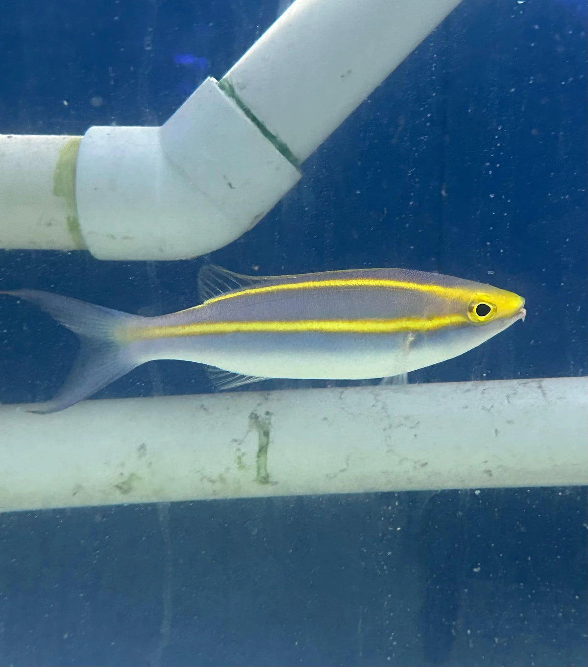 Purple Threadfin — Ocean Reefs Marine Aquariums