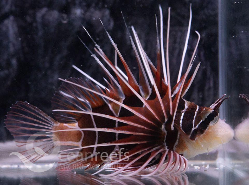 Lionfish/Anglers — Ocean Reefs Marine Aquariums