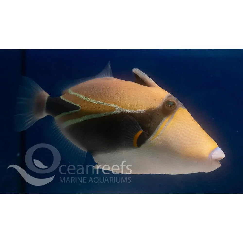 Rectangle trigger — Ocean Reefs Marine Aquariums