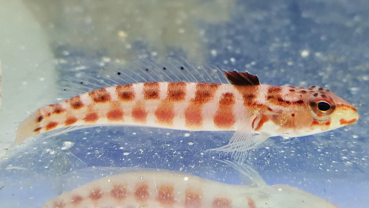 Red Lizard Blenny — Ocean Reefs Marine Aquariums