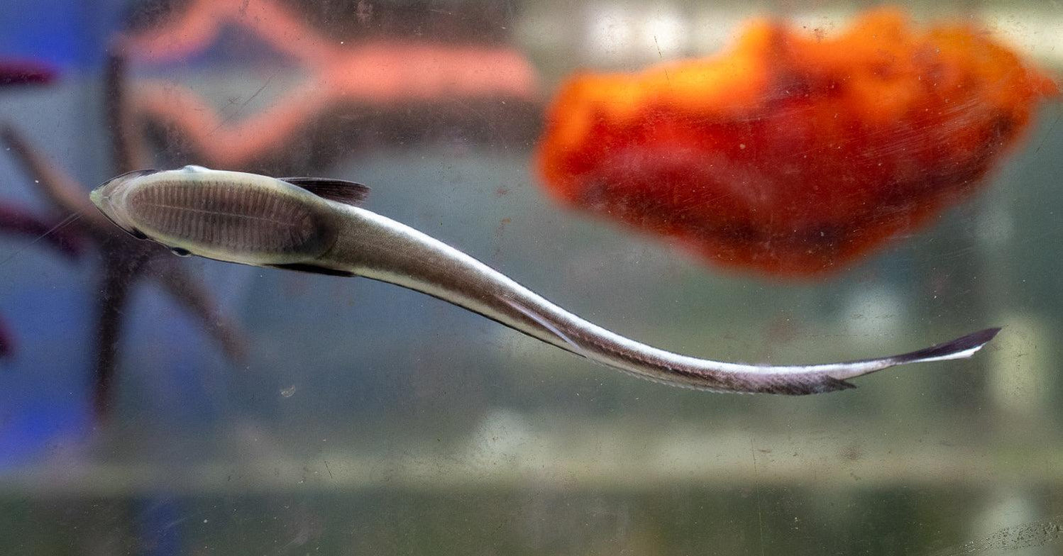 Remora — Ocean Reefs Marine Aquariums