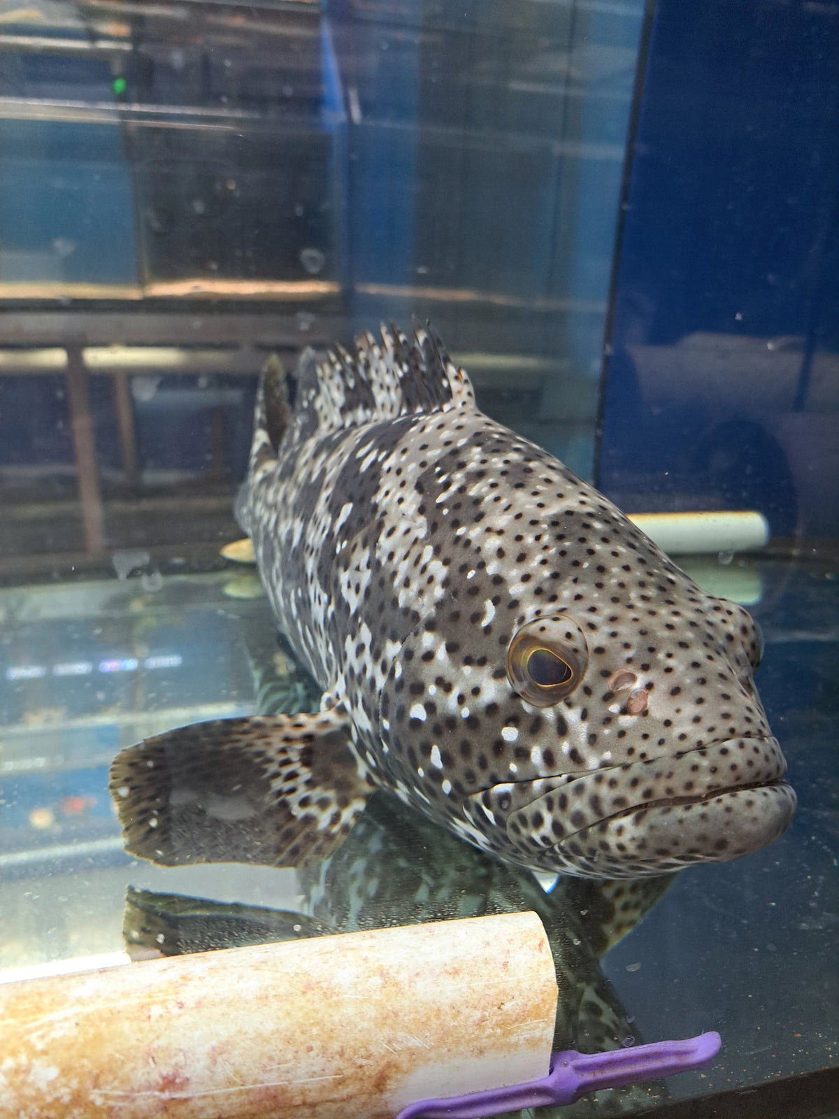 Flowery Cod — Ocean Reefs Marine Aquariums