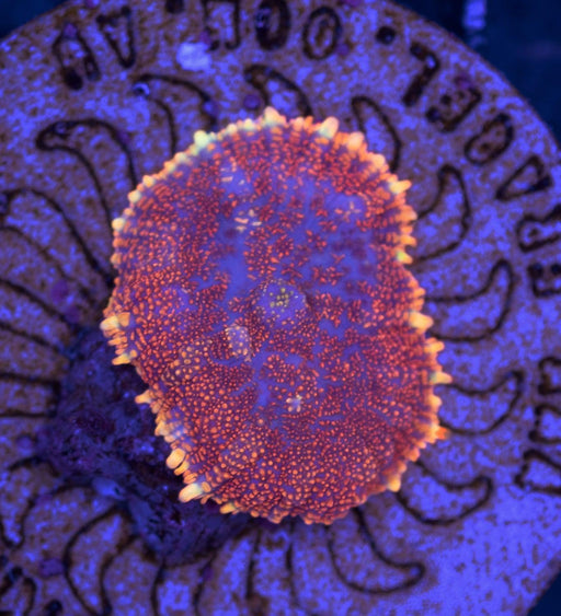Morphs — Ocean Reefs Marine Aquariums