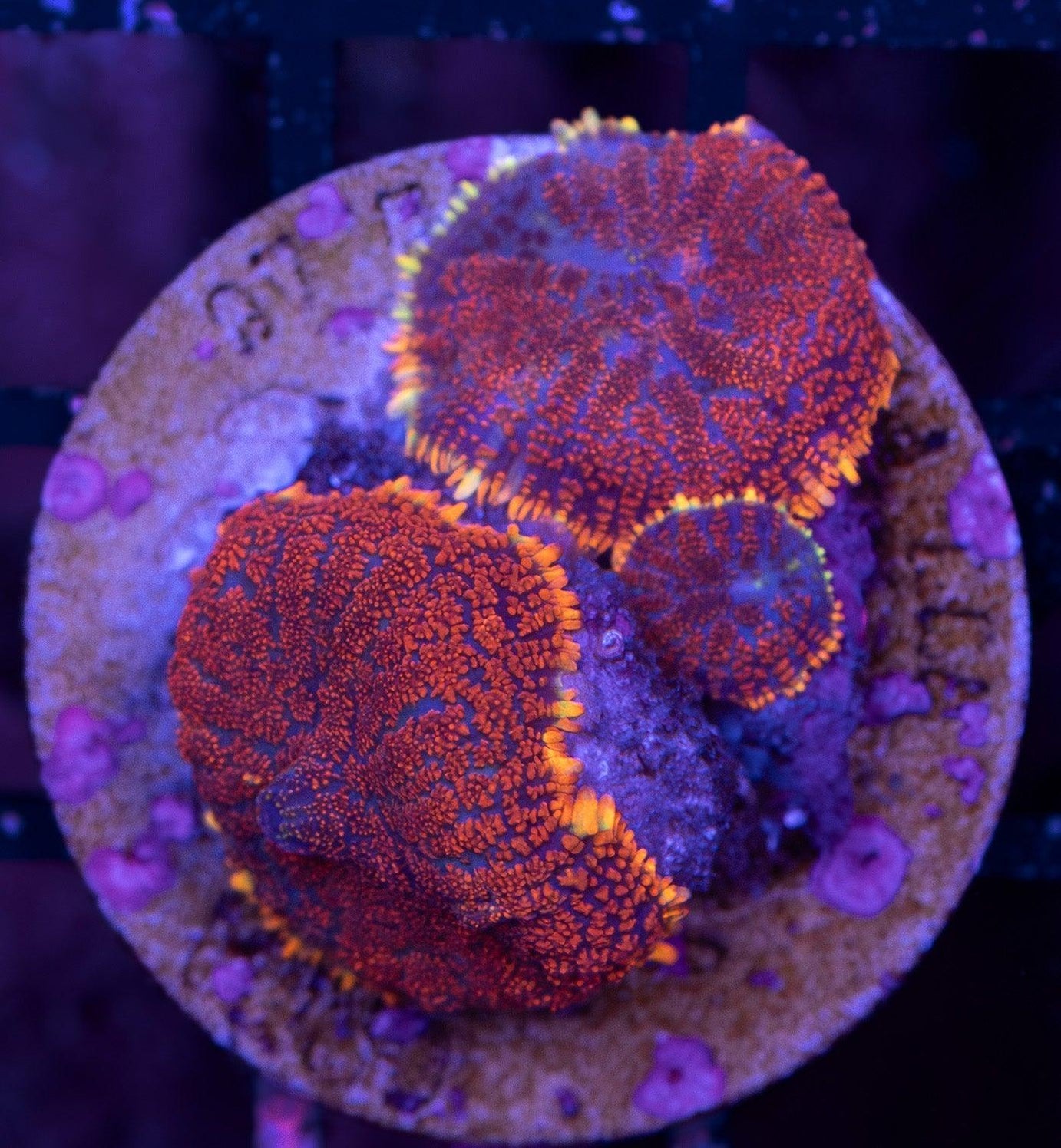 Morphs — Ocean Reefs Marine Aquariums