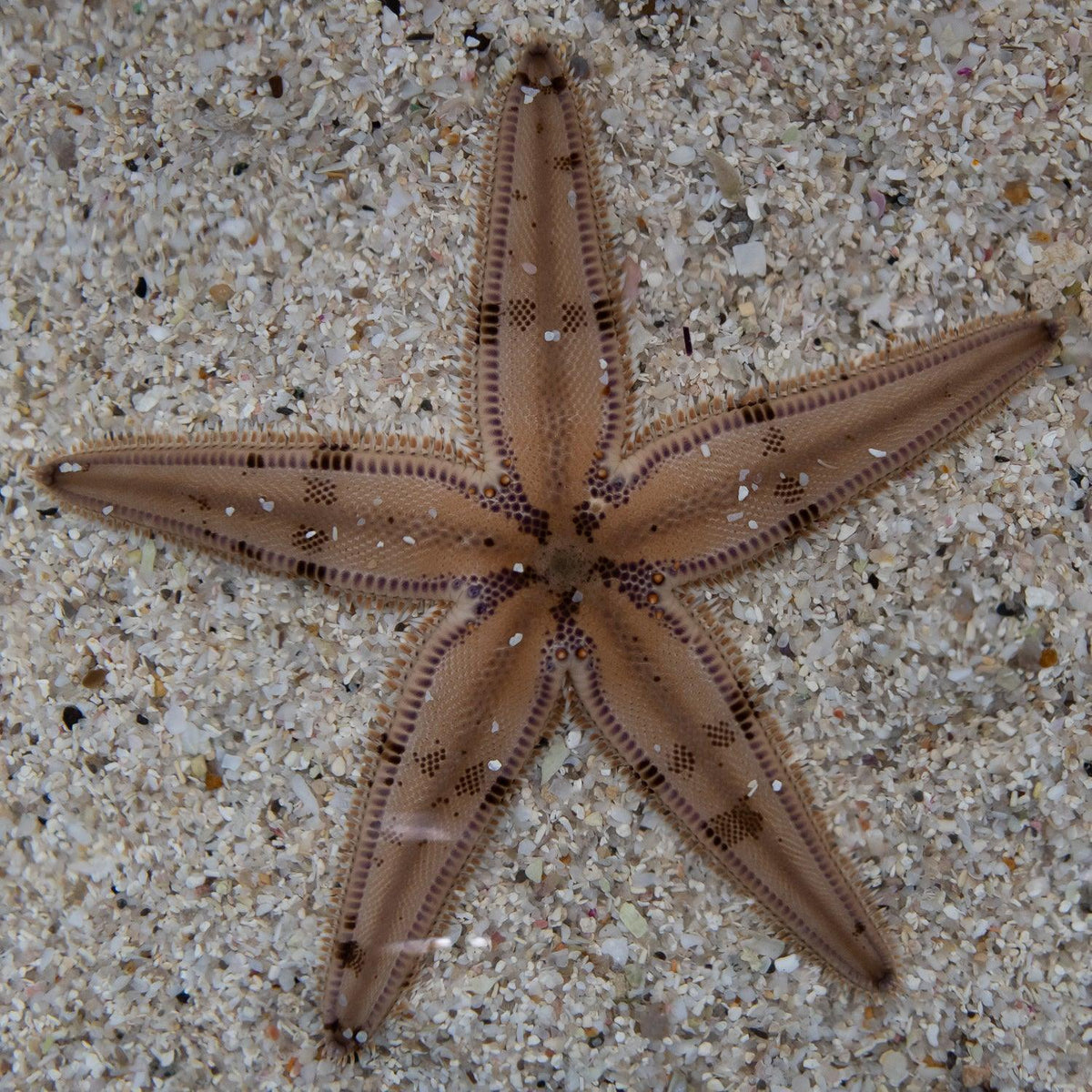 Sand Sifting Starfish — Ocean Reefs Marine Aquariums