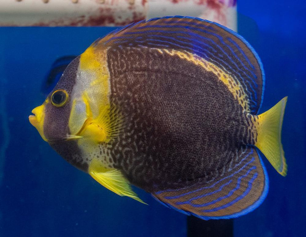 Scribbled Angelfish (Female) — Ocean Reefs Marine Aquariums