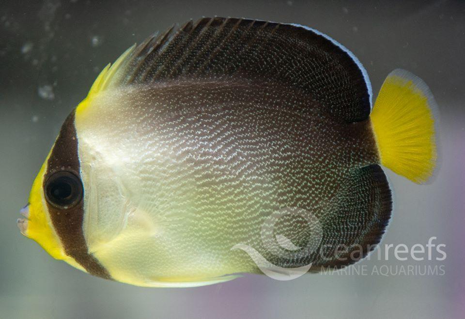 Singapore Angelfish | Ocean Reefs Marine Aquariums