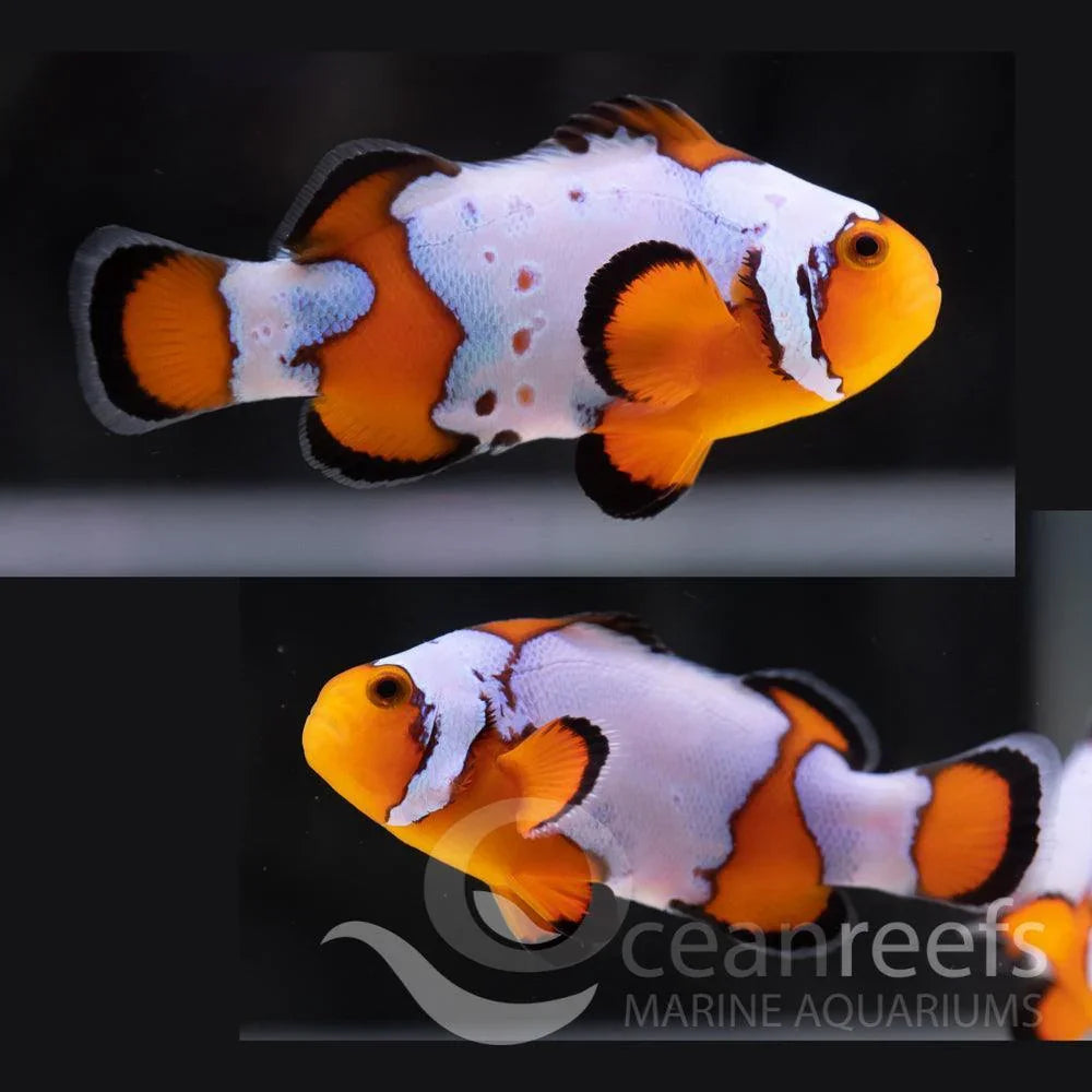 Snowflake Clownfish Pair | Ocean Reefs Marine Aquariums