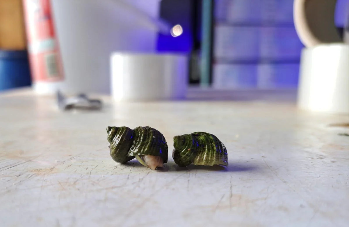 Turbo Snails — Ocean Reefs Marine Aquariums
