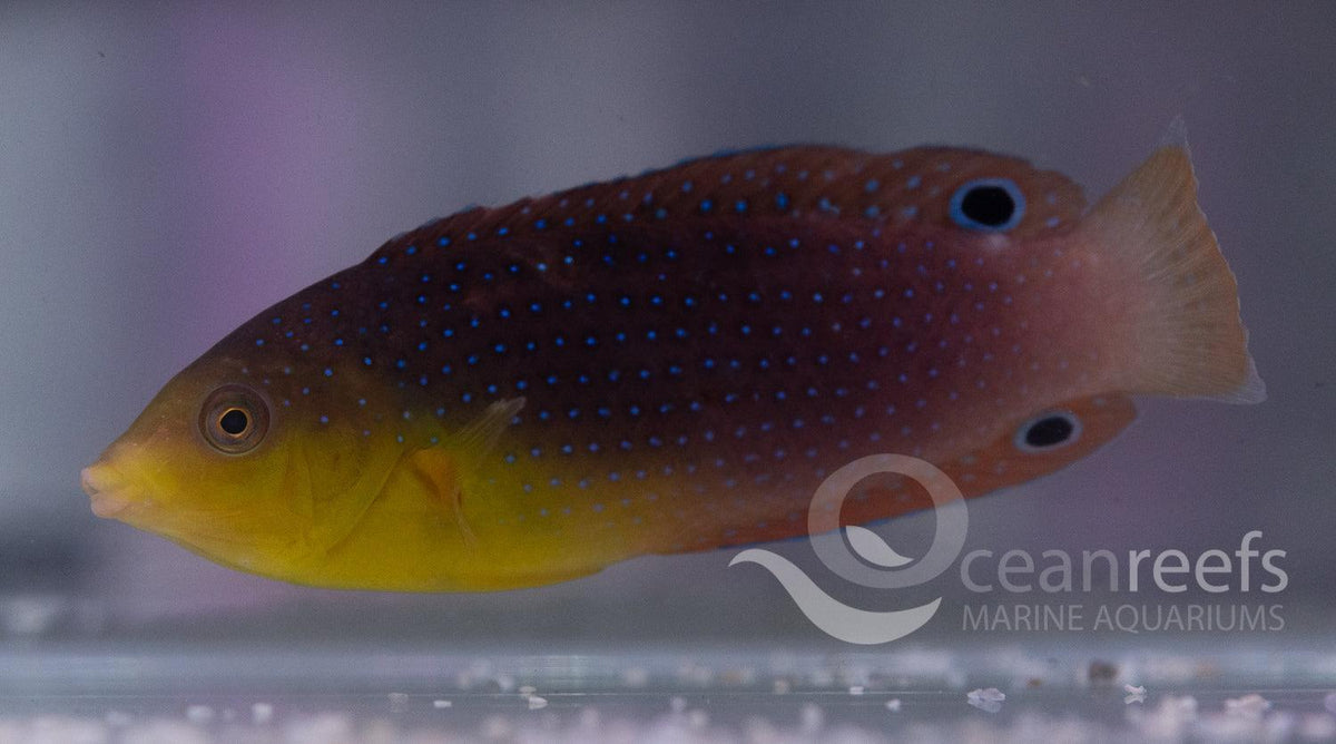 Twistii Wrasse — Ocean Reefs Marine Aquariums