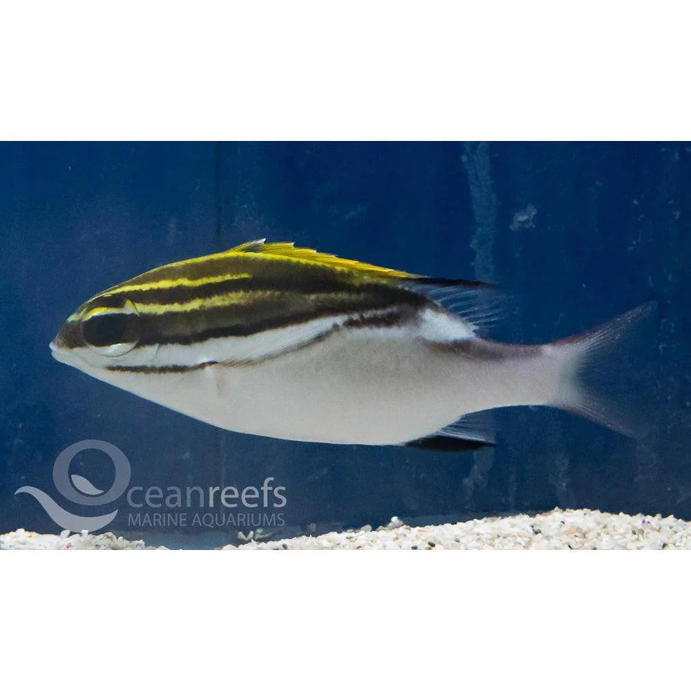 Two Lined Monocle Bream | Ocean Reefs Marine Aquariums