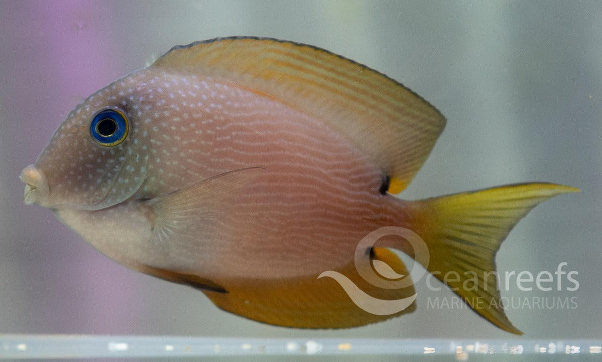 Two-spot Bristletooth — Ocean Reefs Marine Aquariums