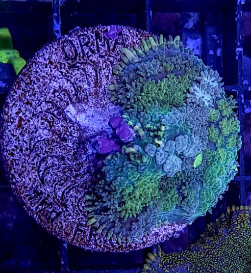 Morphs — Ocean Reefs Marine Aquariums