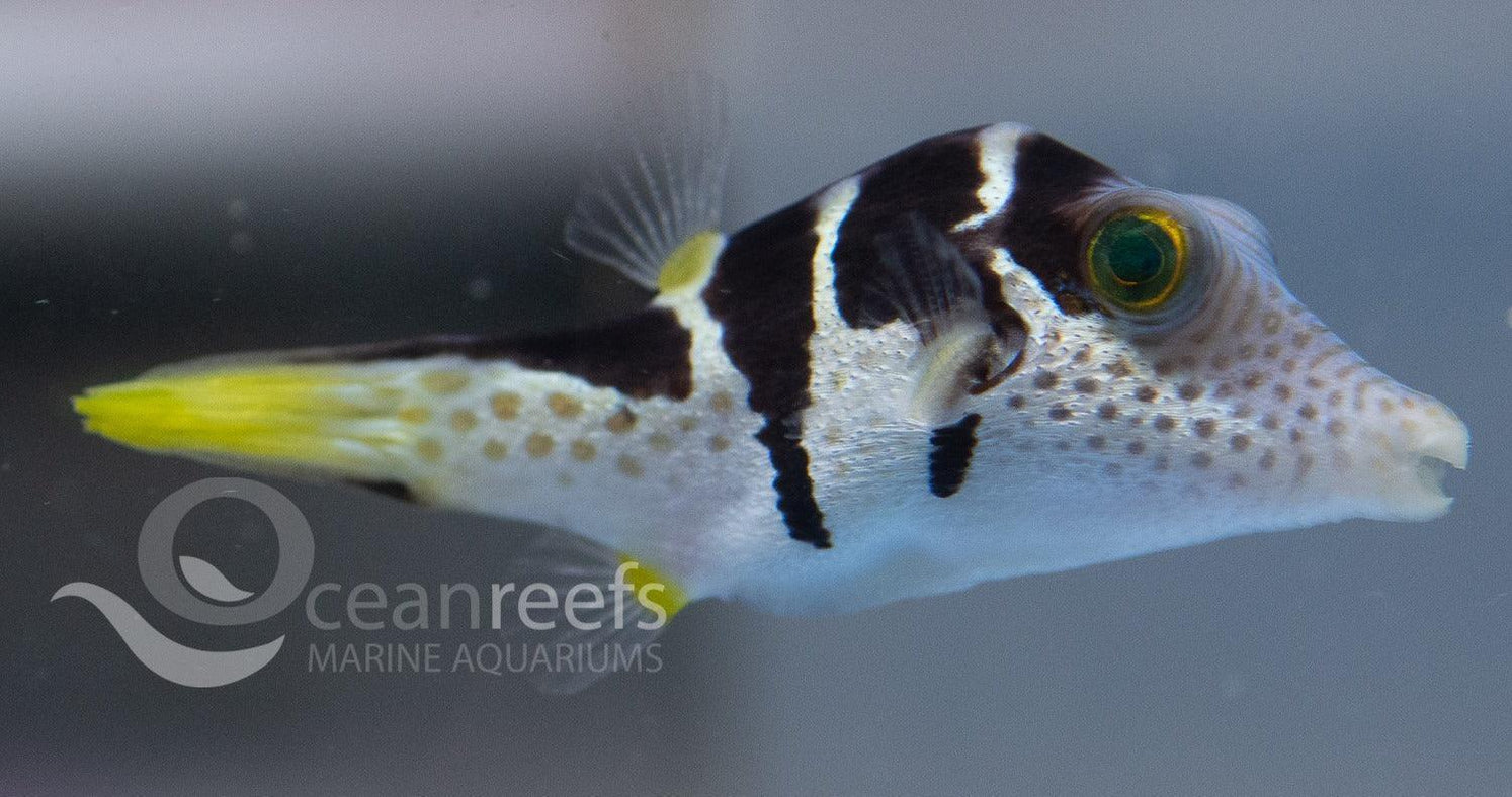 Pufferfish — Ocean Reefs Marine Aquariums