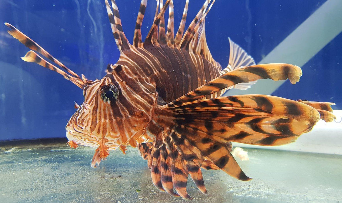 Lionfish Pack incl. Shipping — Ocean Reefs Marine Aquariums
