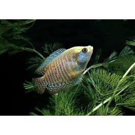 Assorted Neon Dwarf Gourami — Ocean Reefs Marine Aquariums