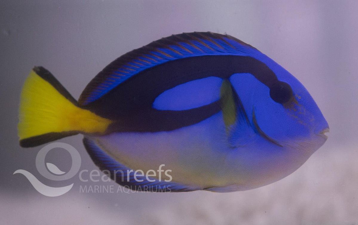Yellow Belly Blue Tang — Ocean Reefs Marine Aquariums