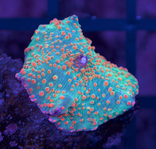 Morphs — Ocean Reefs Marine Aquariums